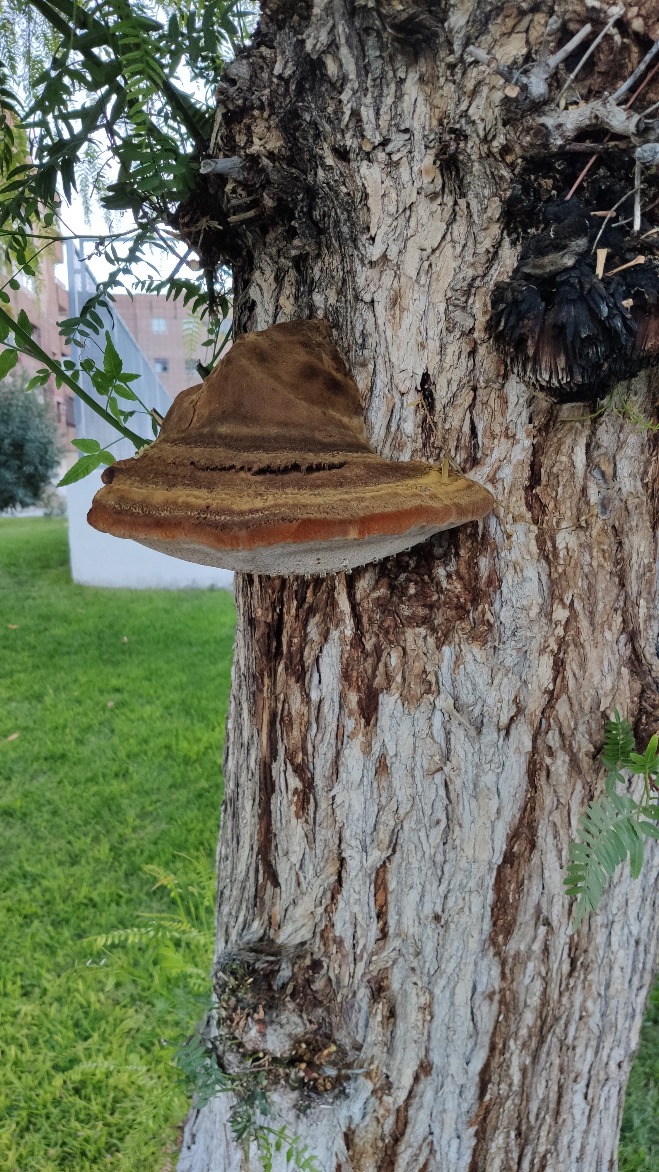 Súper hongo – Hora de Patio